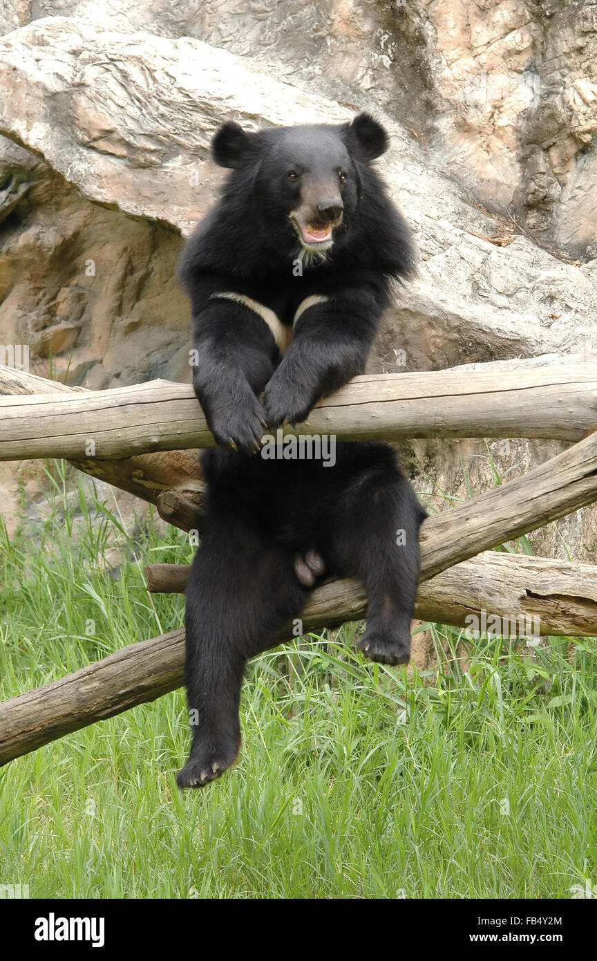 Asiatic animals hi-res stock photography and images - Alamy