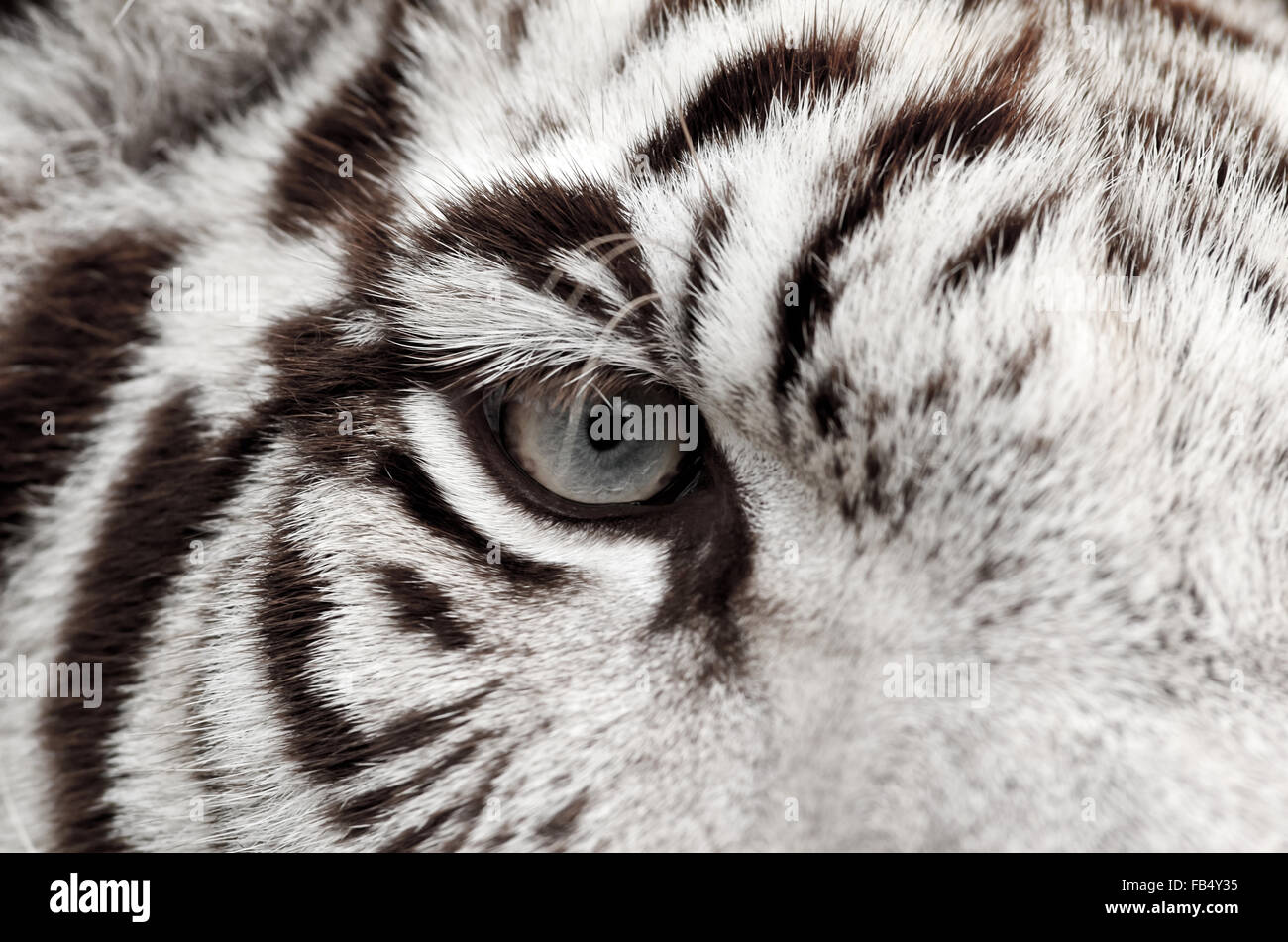 close up of white bengal tiger eye Stock Photo - Alamy