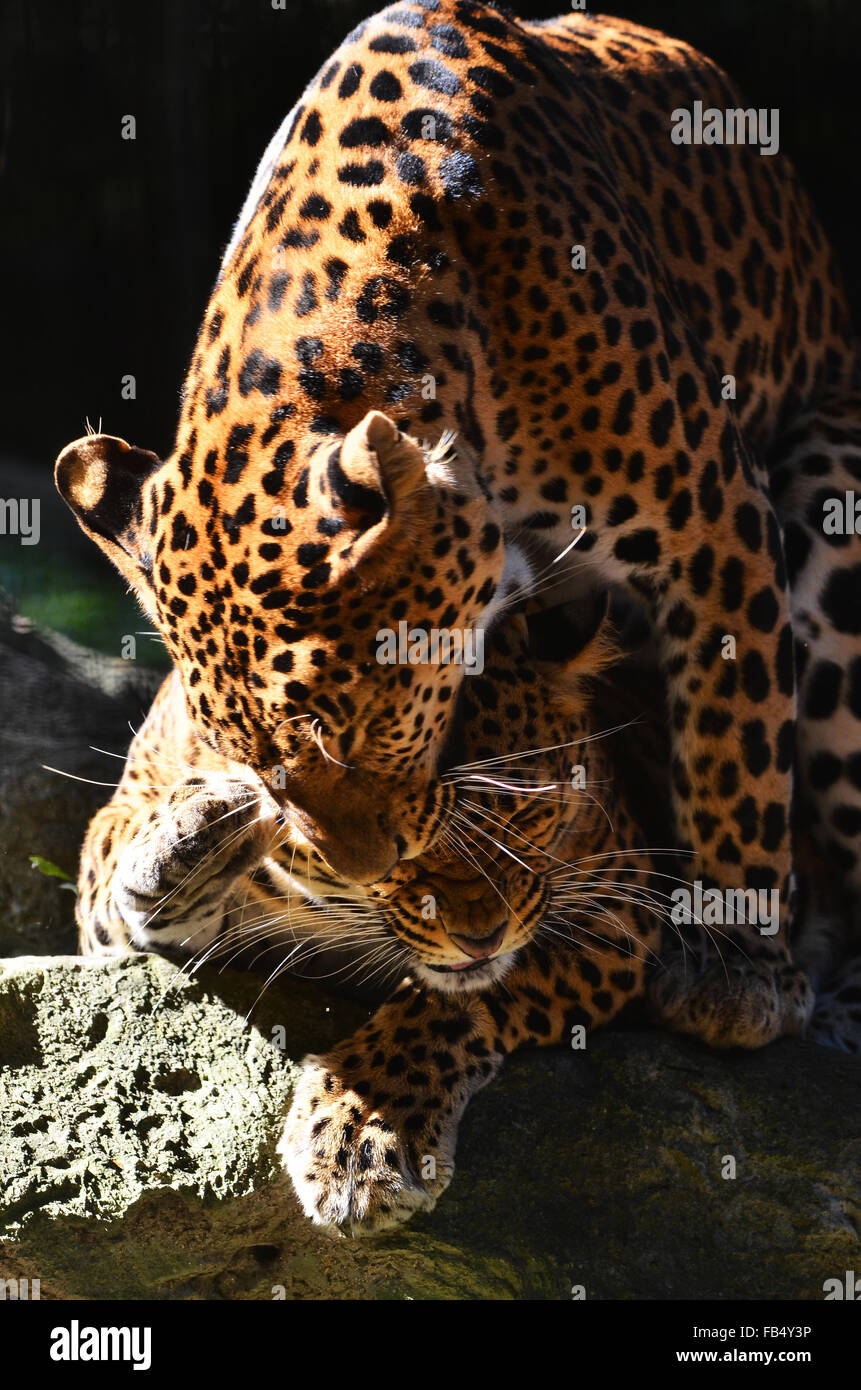 leopard breeding on the rock Stock Photo - Alamy