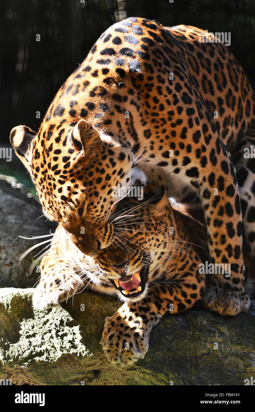 leopard breeding on the rock Stock Photo - Alamy