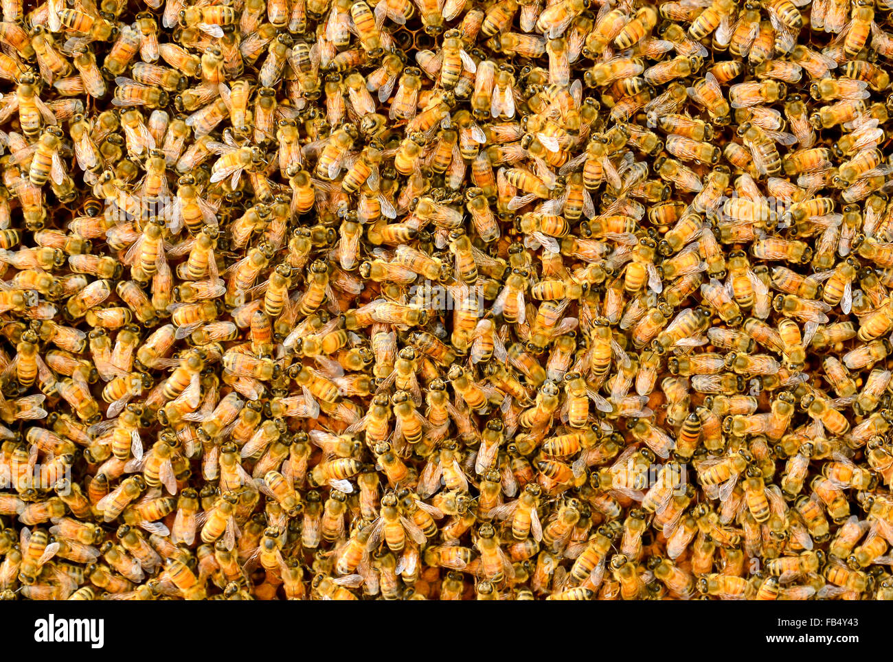Bees take care of the larvae Stock Photo - Alamy