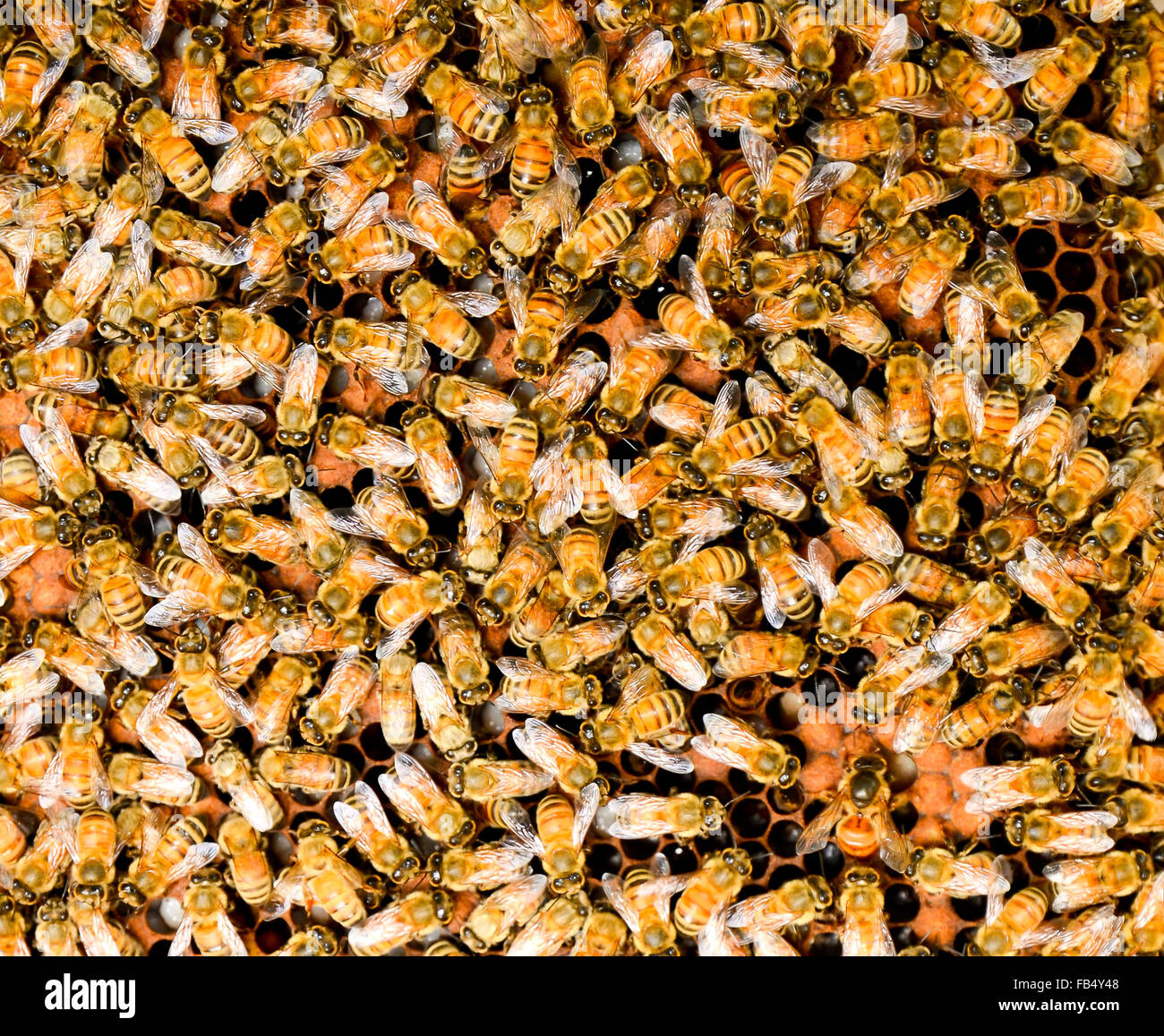 Worker bee larvae hi-res stock photography and images - Alamy