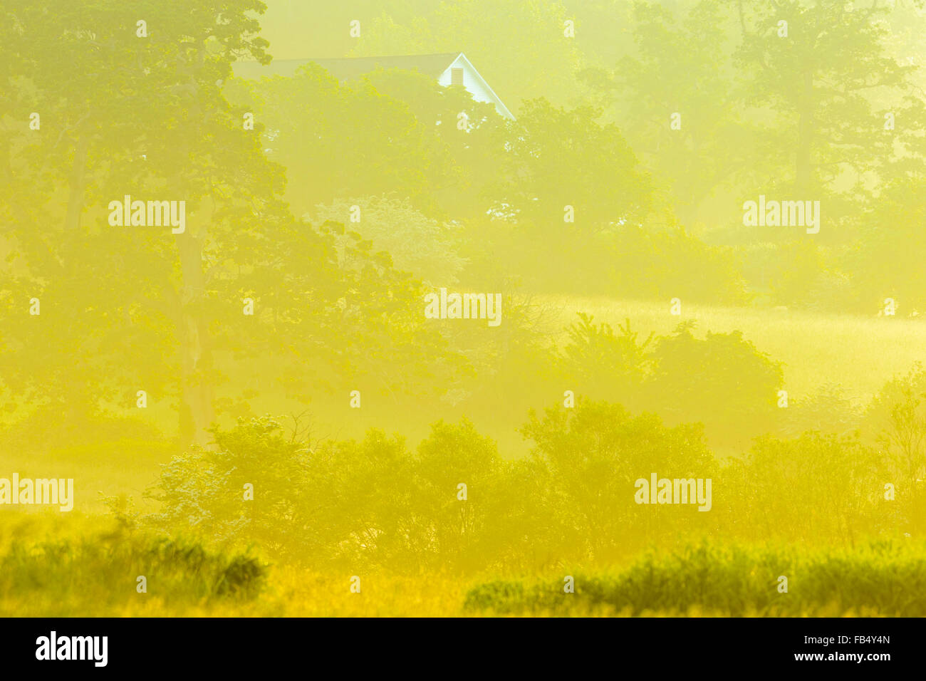 Rural landscape in early morning fog on Vancouver Island, Canada Stock ...
