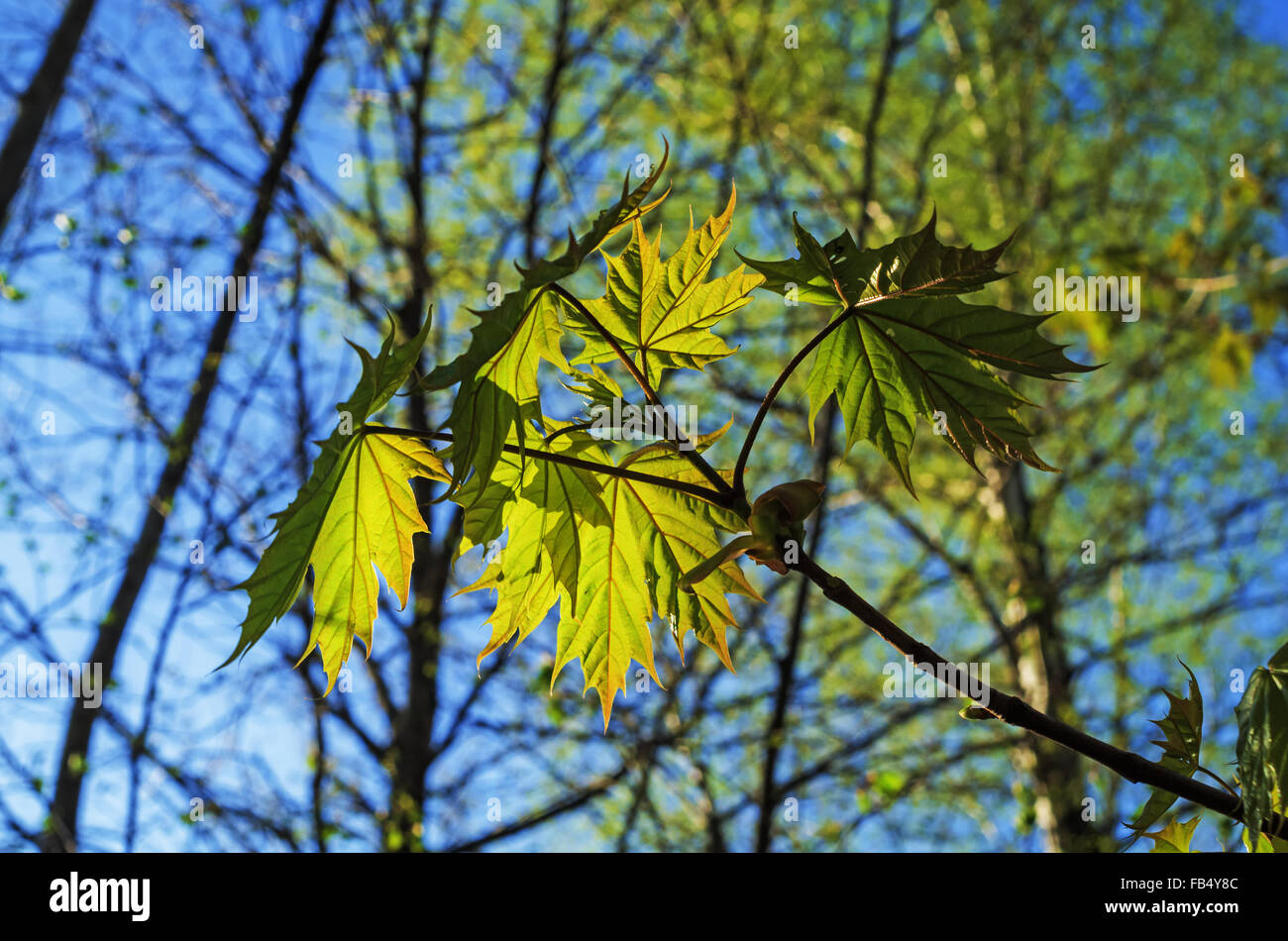 Forest tree branch with new foliage Stock Photo - Alamy