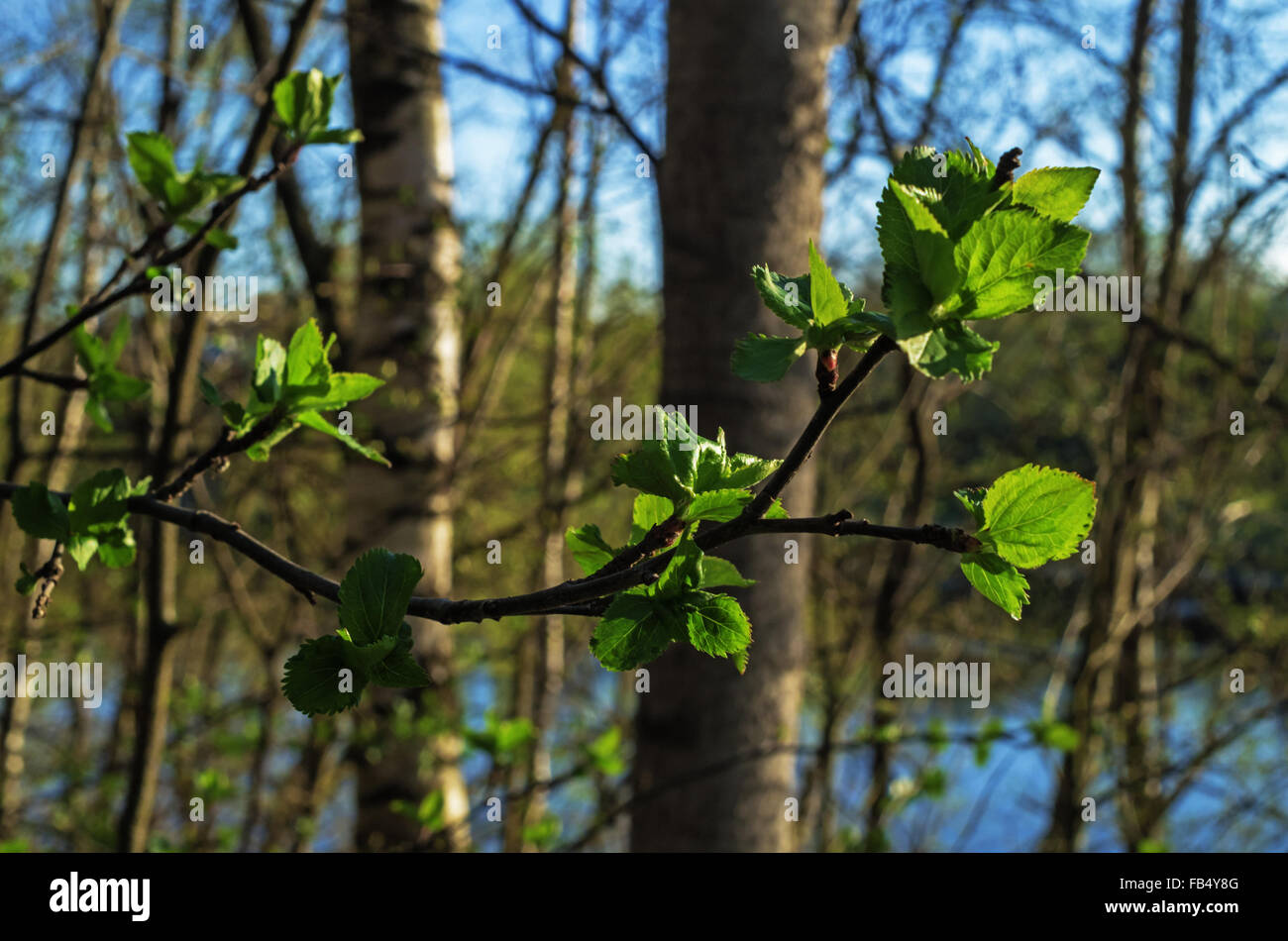 Forest tree branch with new foliage Stock Photo - Alamy