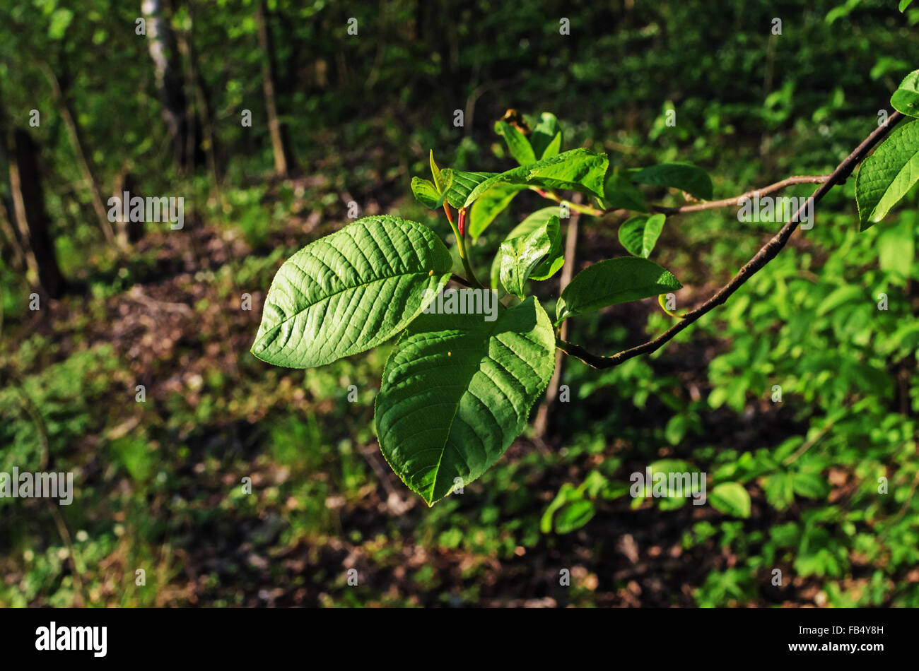 Forest tree branch with new foliage Stock Photo - Alamy