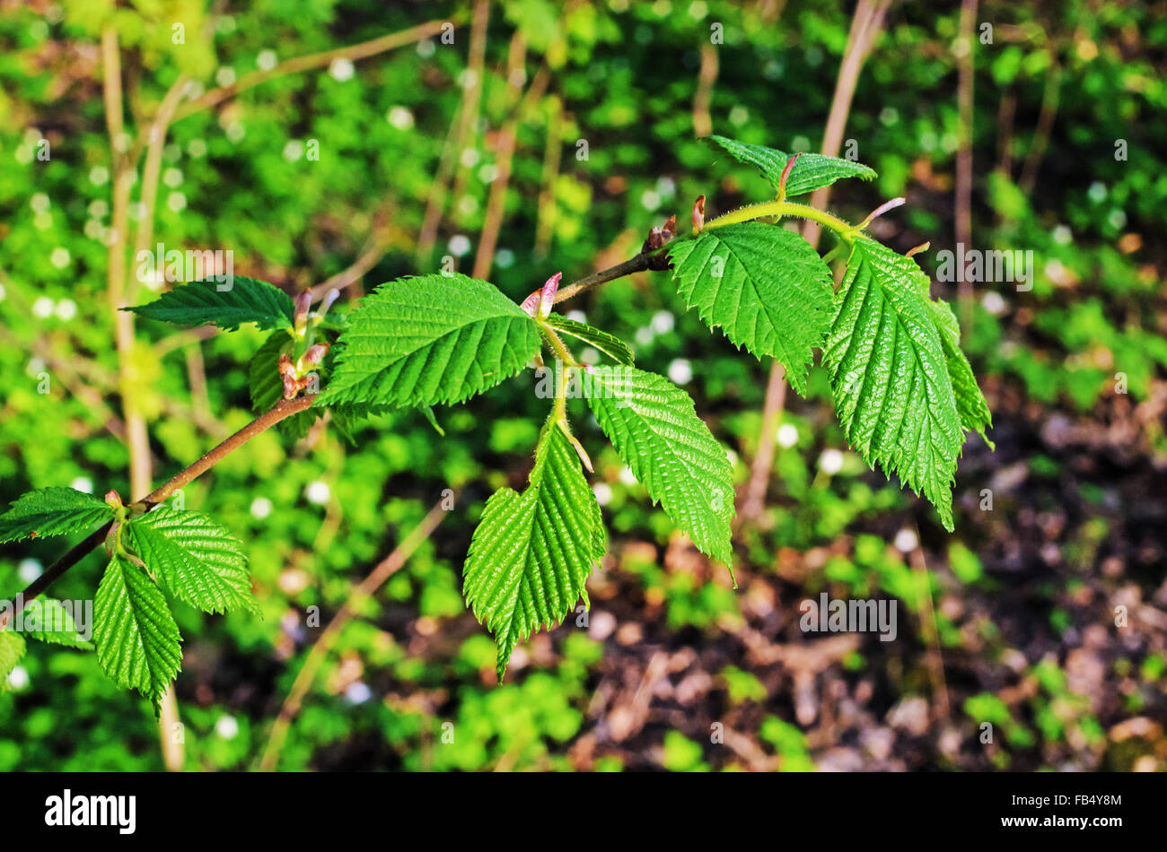 Forest tree branch with new foliage Stock Photo - Alamy