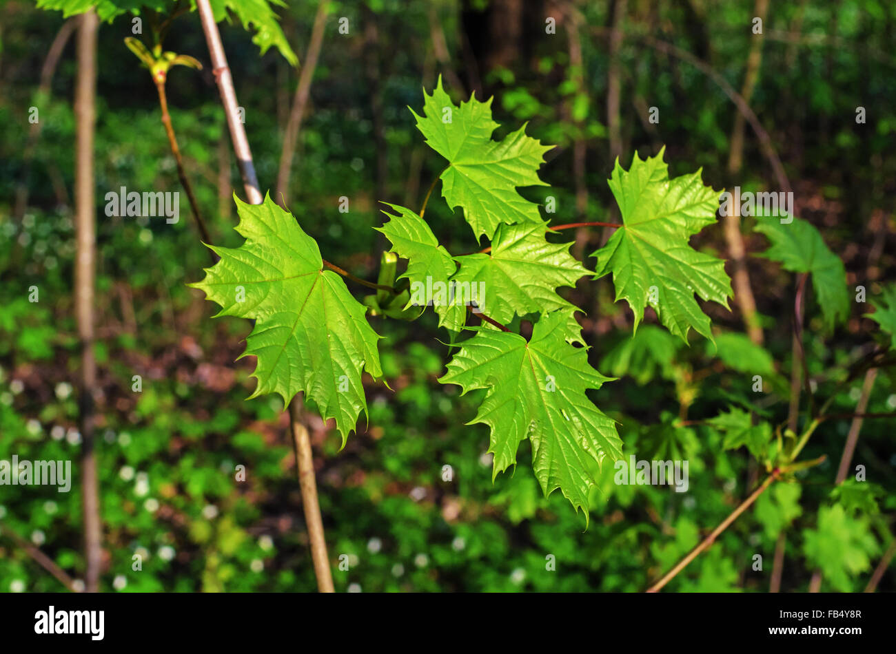 Forest tree branch with new foliage Stock Photo - Alamy