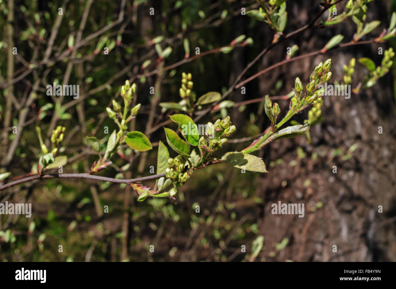 Forest tree branch with new foliage Stock Photo - Alamy
