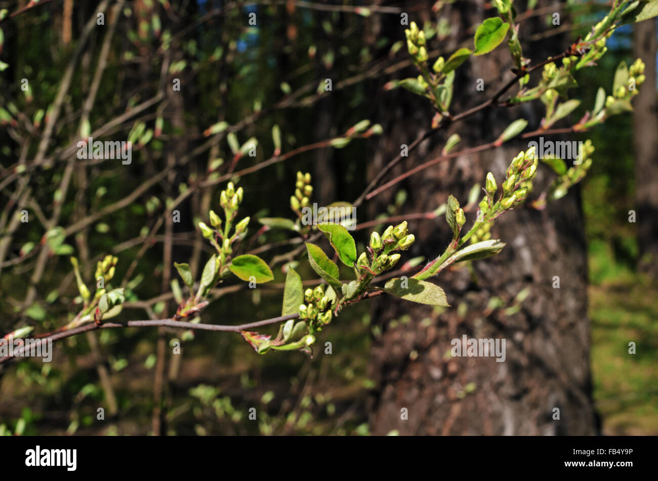 Forest tree branch with new foliage Stock Photo - Alamy