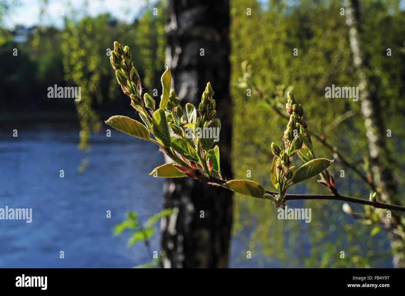 Forest tree branch with new foliage Stock Photo - Alamy