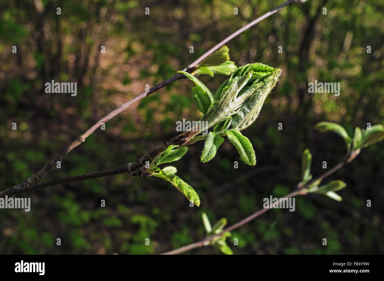 Forest tree branch with new foliage Stock Photo - Alamy