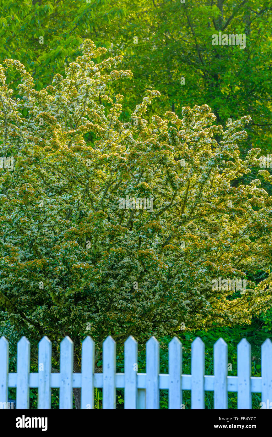 Flowering tree and picket fence in the country on Vancouver Island ...