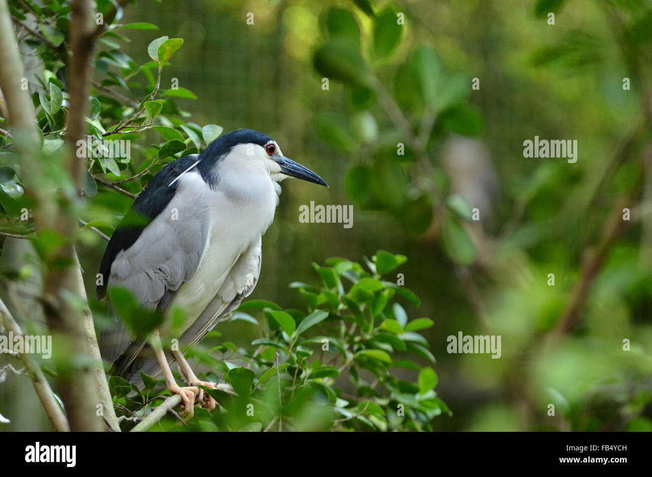 black-crowned night heron, nycticorax nycticorax Stock Photo - Alamy