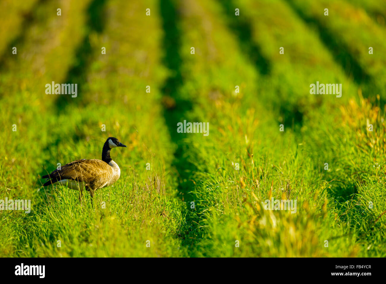 Goose island british columbia hi-res stock photography and images - Alamy