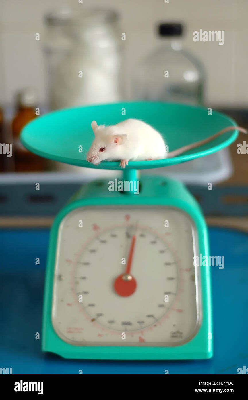 Laboratory scale hi-res stock photography and images - Alamy