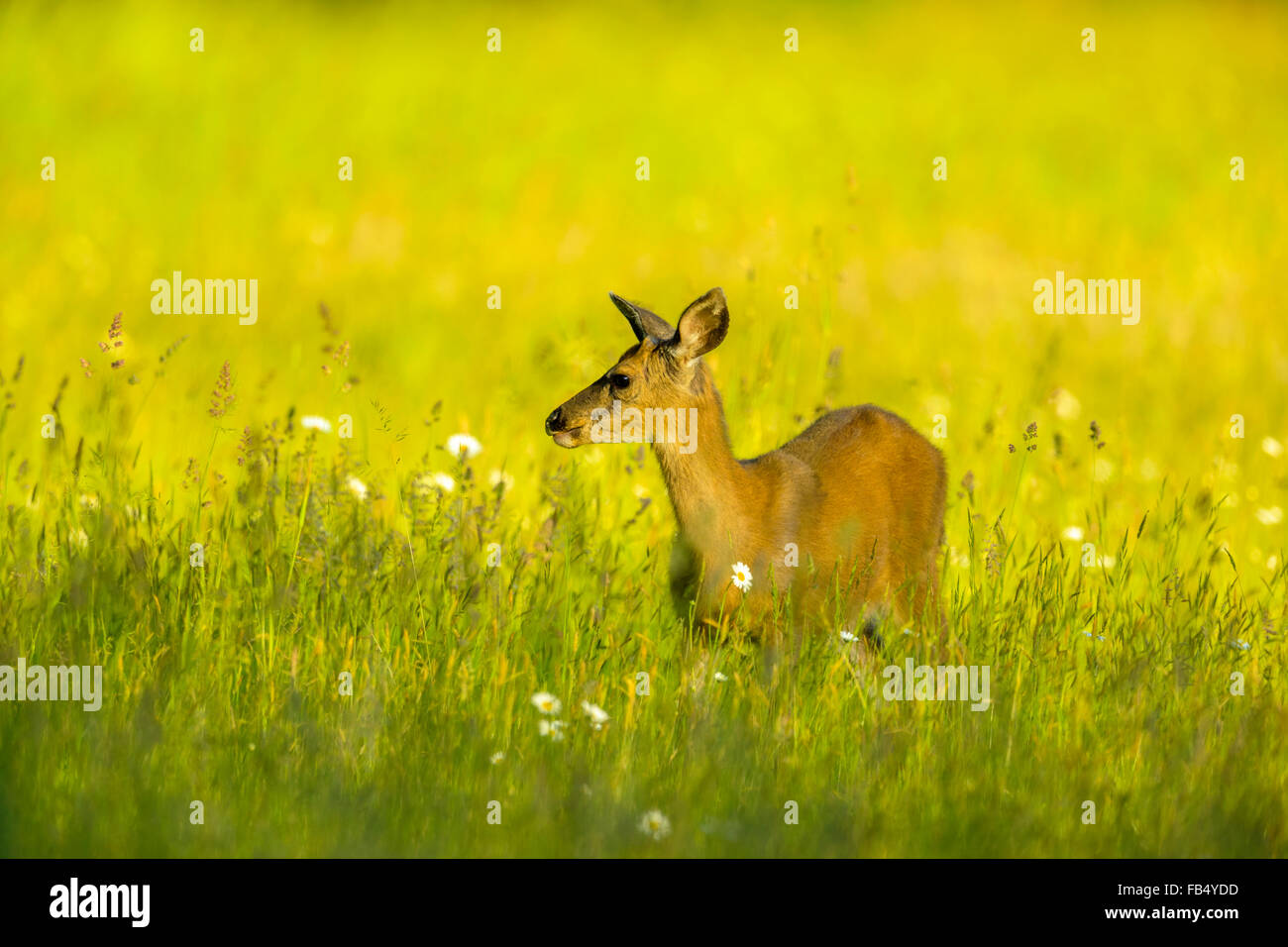 Venison Island High Resolution Stock Photography and Images - Alamy