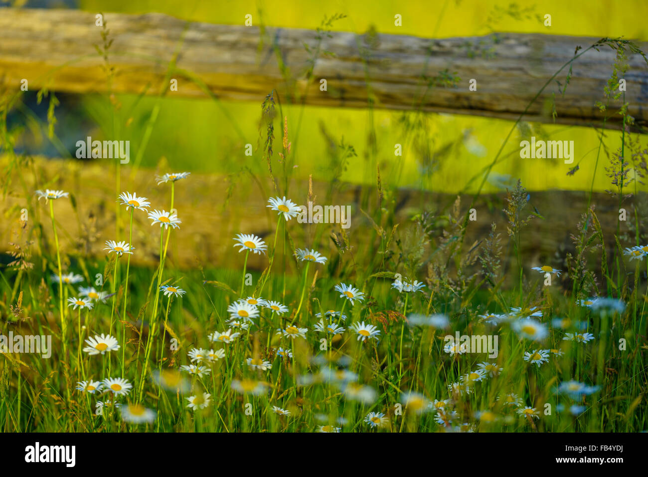 Rustic farm fence with daisies on Vancouver Island, Canada Stock Photo ...