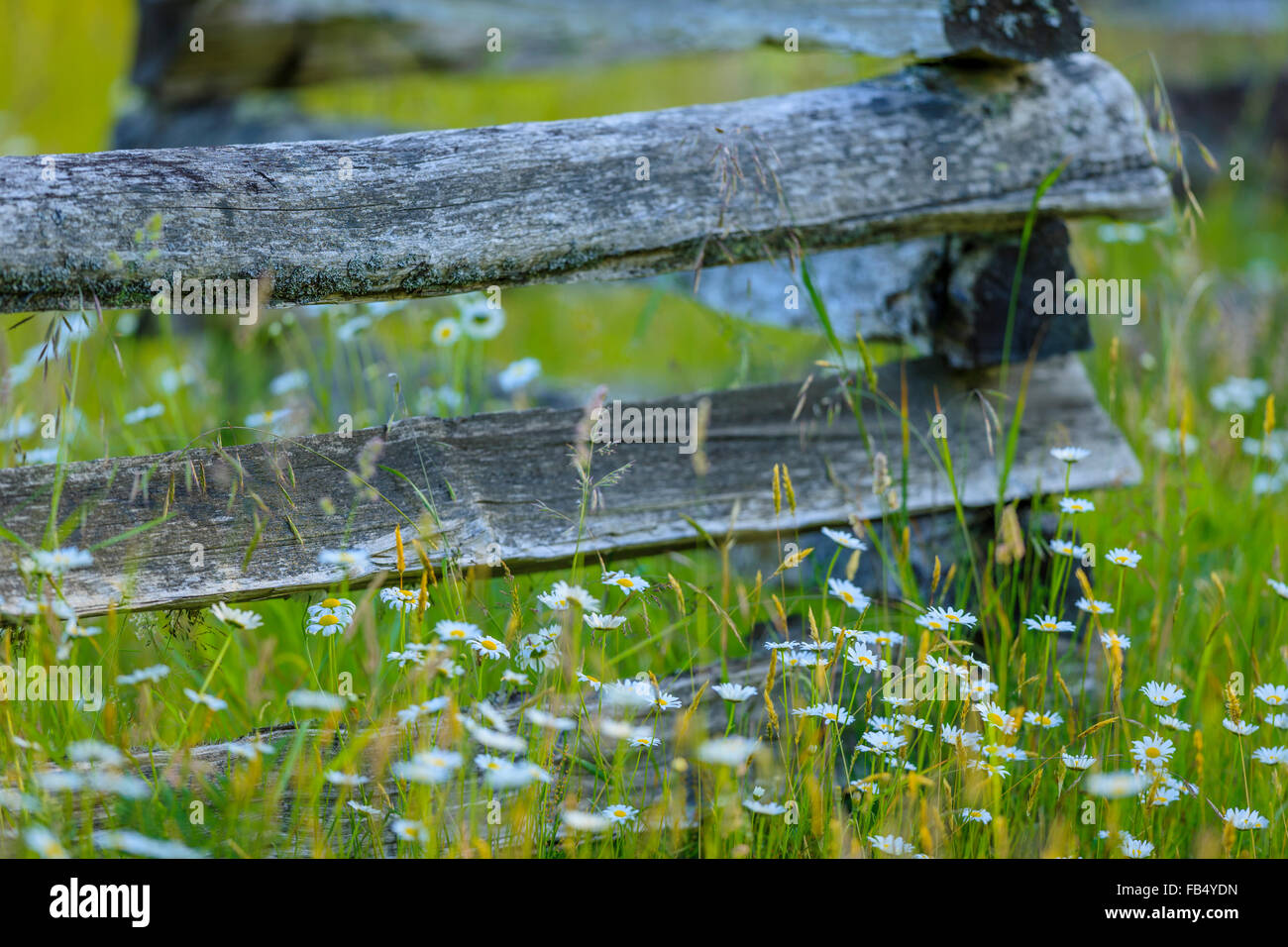Rustic farm fence with daisies on Vancouver Island, Canada Stock Photo ...
