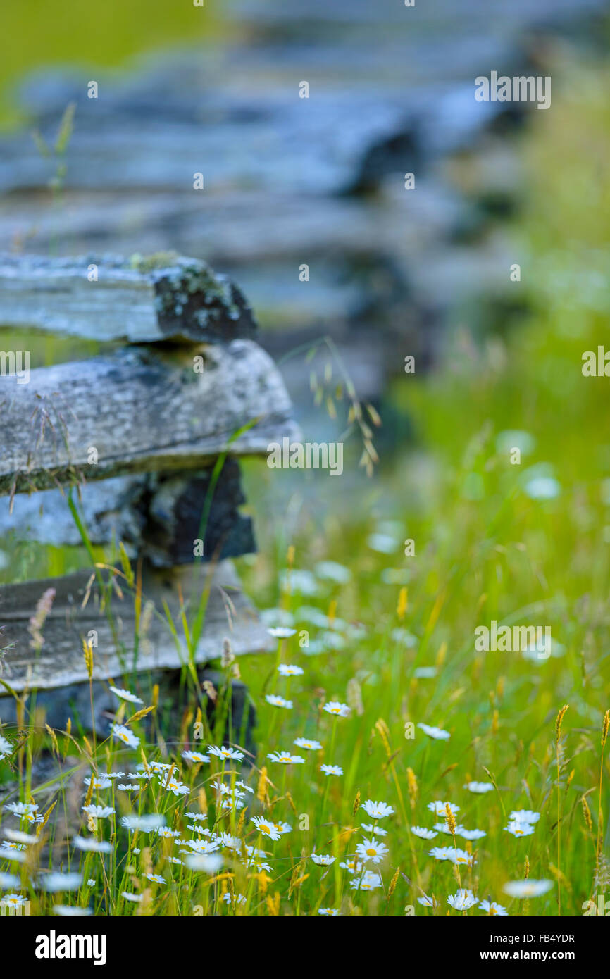 Rustic farm fence with daisies on Vancouver Island, Canada Stock Photo ...