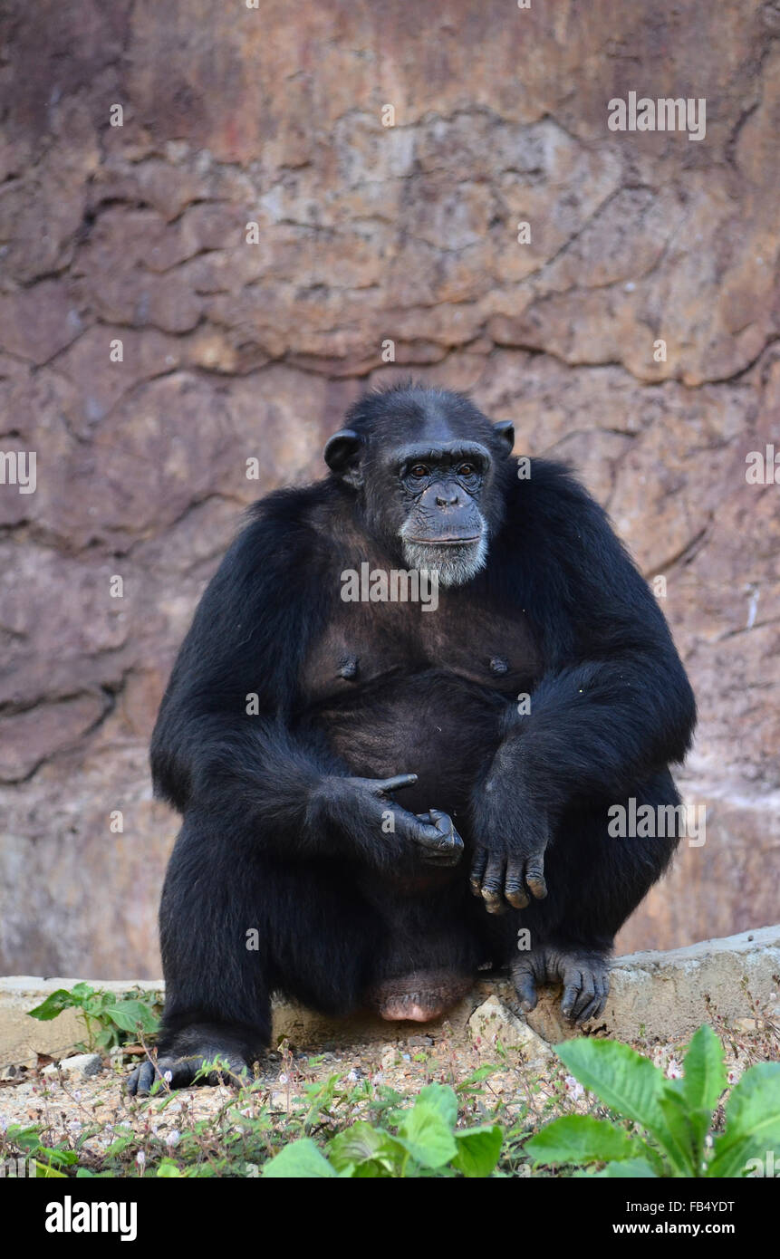 Chimpanzee eating banana hi-res stock photography and images - Alamy
