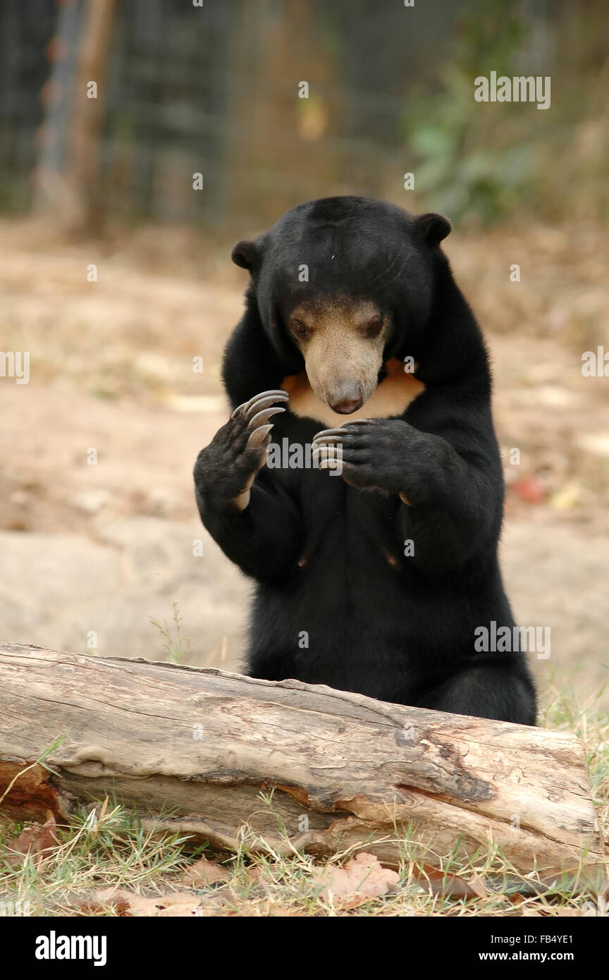 malayan sanbear the smallest bear in the world Stock Photo - Alamy