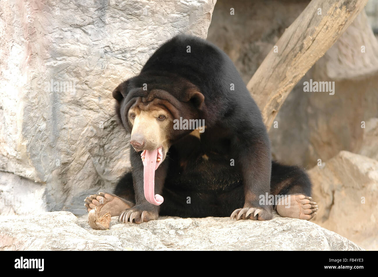 malayan sanbear the smallest bear in the world Stock Photo - Alamy