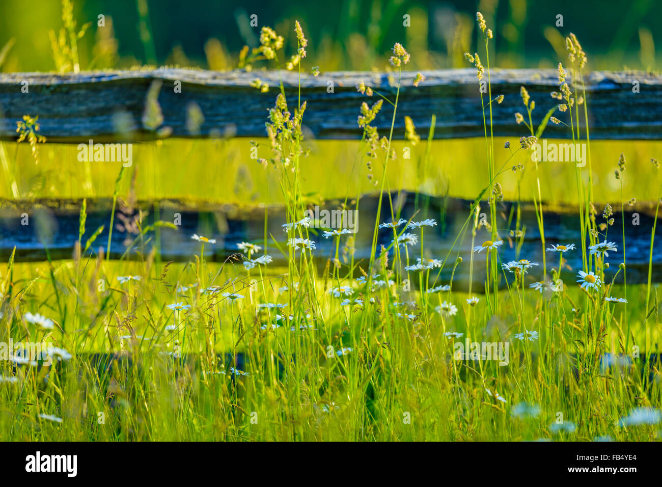 Rustic farm fence with daisies on Vancouver Island, Canada Stock Photo ...