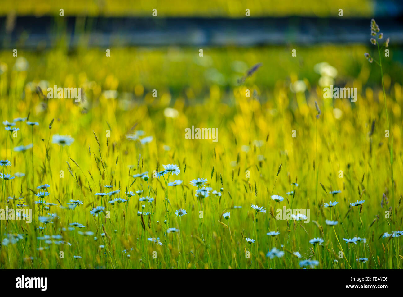 Rustic farm fence with daisies on Vancouver Island, Canada Stock Photo ...