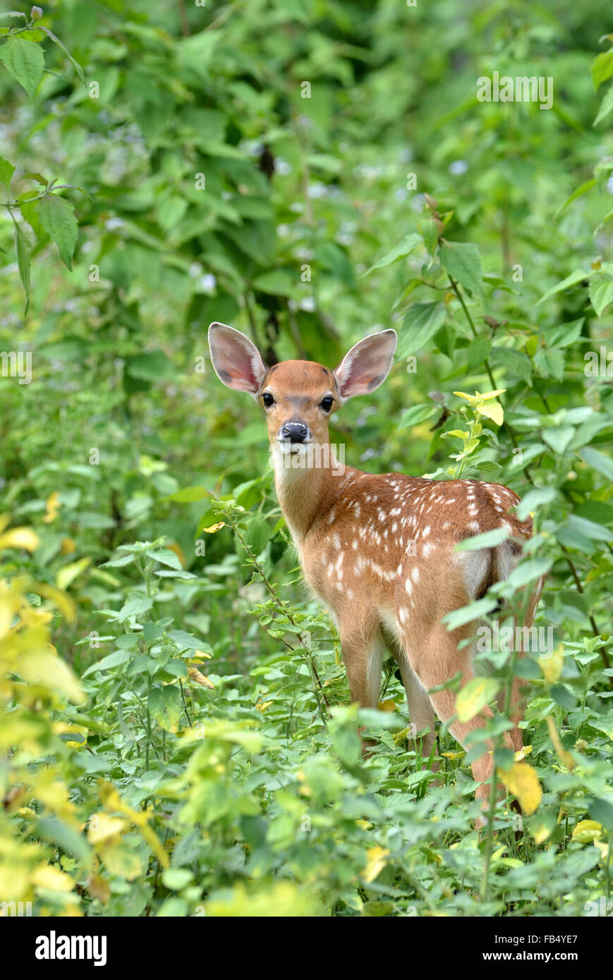 Fawn mammal cub baby hi-res stock photography and images - Alamy