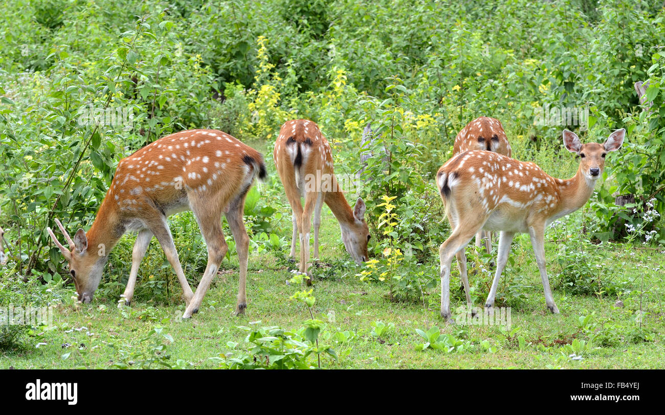Deer forage hi-res stock photography and images - Alamy