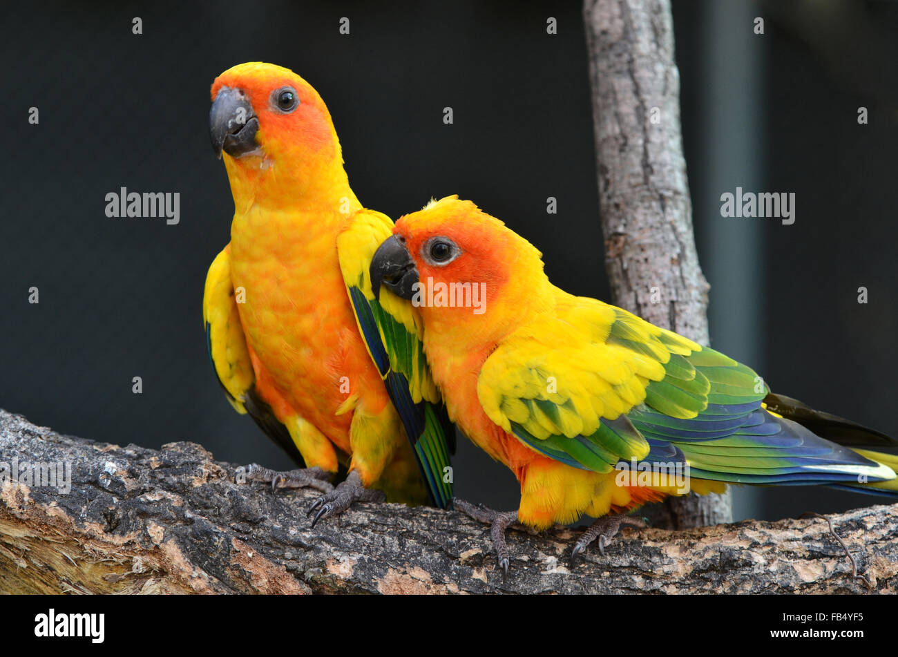 Sun conures hi-res stock photography and images - Alamy