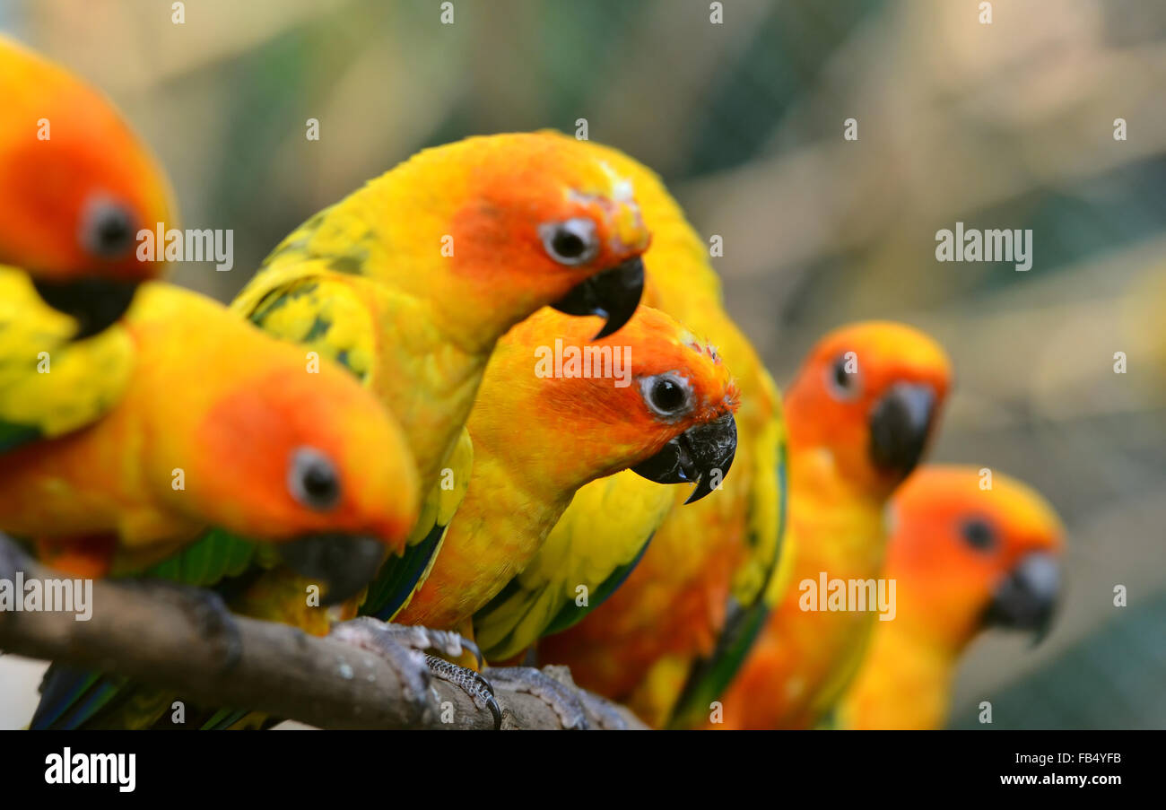 Sun conures hi-res stock photography and images - Alamy