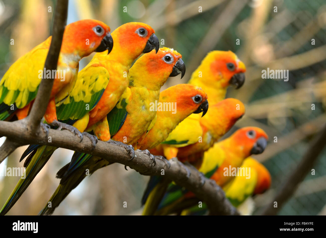 Conures hi-res stock photography and images - Alamy