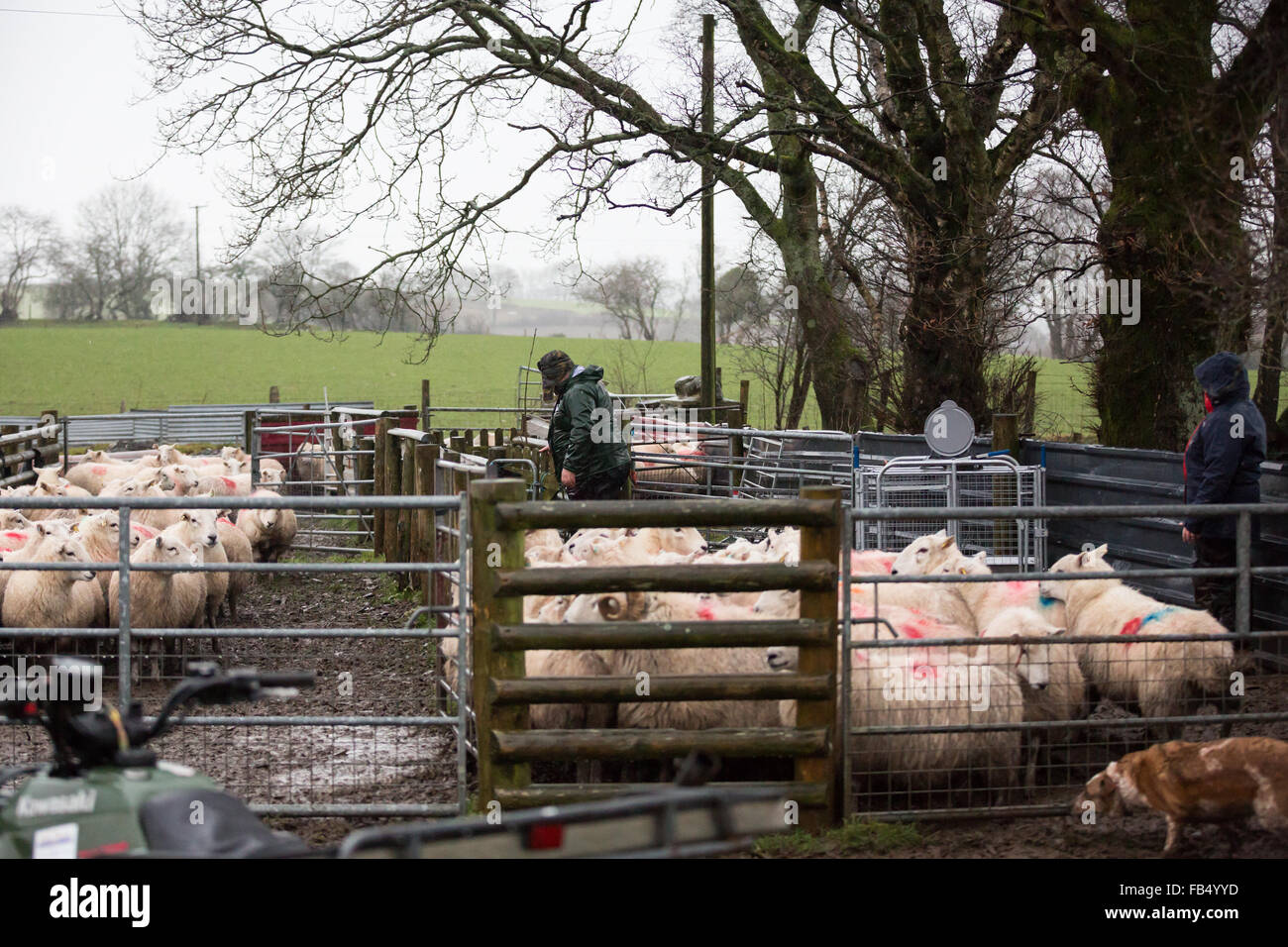 farming couple sorting sheep in pen during heavy rain Stock Photo - Alamy