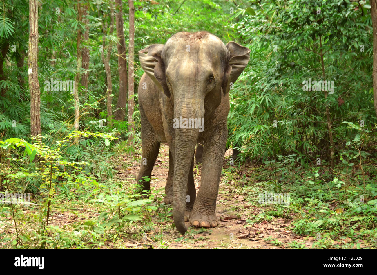 asia elephant in tropical forest, thailand Stock Photo - Alamy