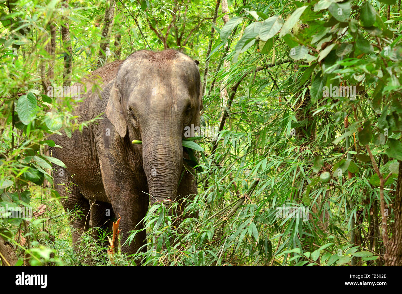 asia elephant in tropical forest, thailand Stock Photo - Alamy