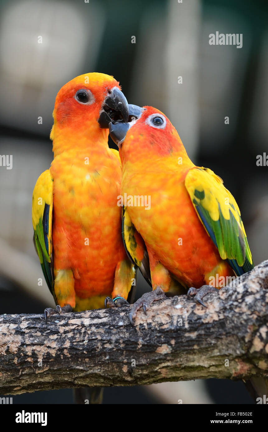 Conures hi-res stock photography and images - Alamy
