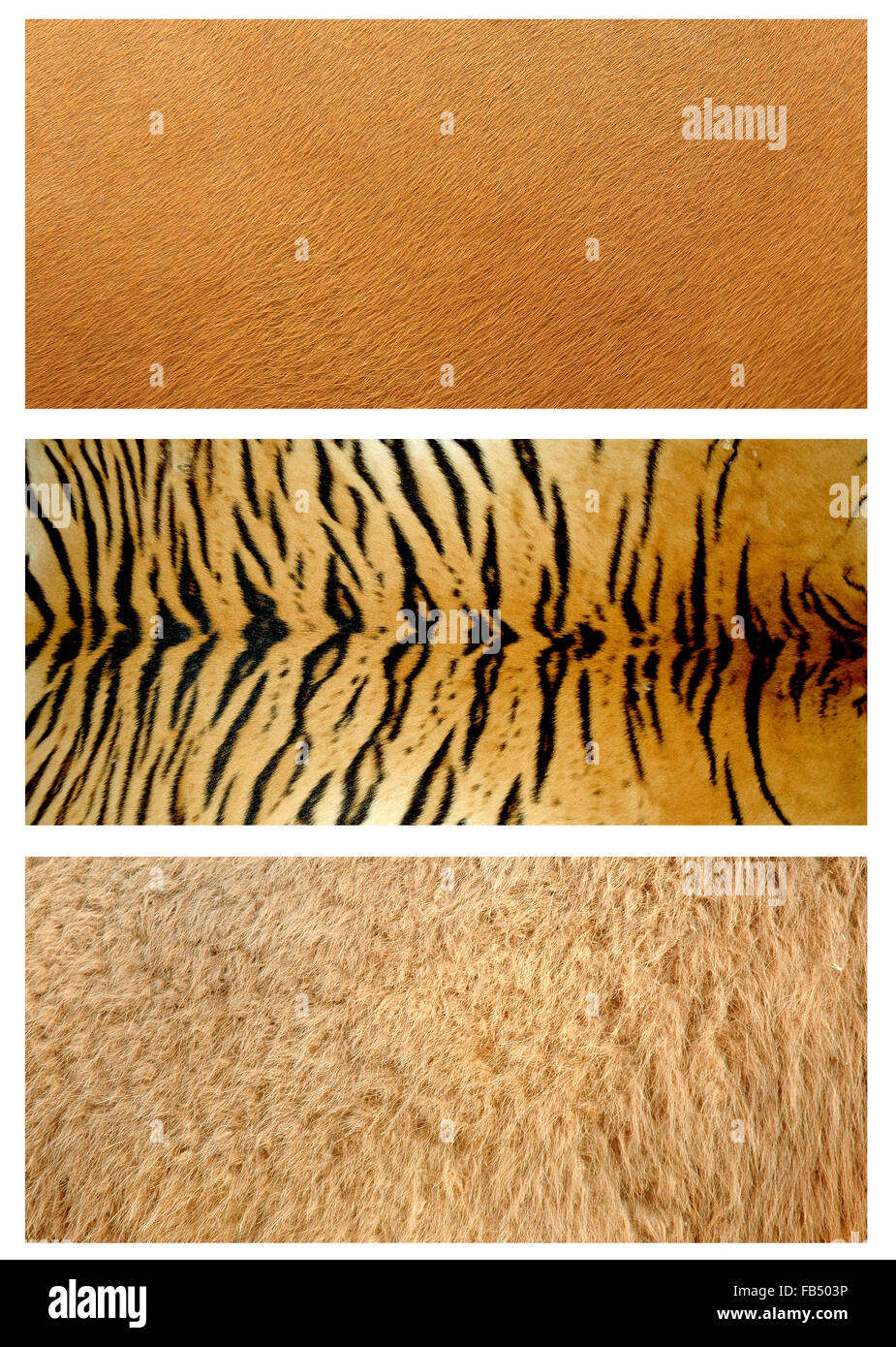 Camel skin hi-res stock photography and images - Alamy