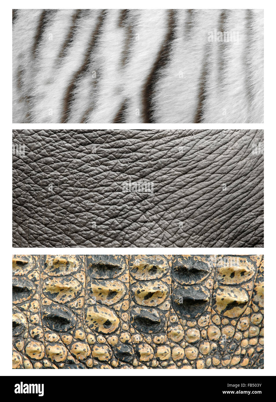 Animal skin close up hi-res stock photography and images - Alamy