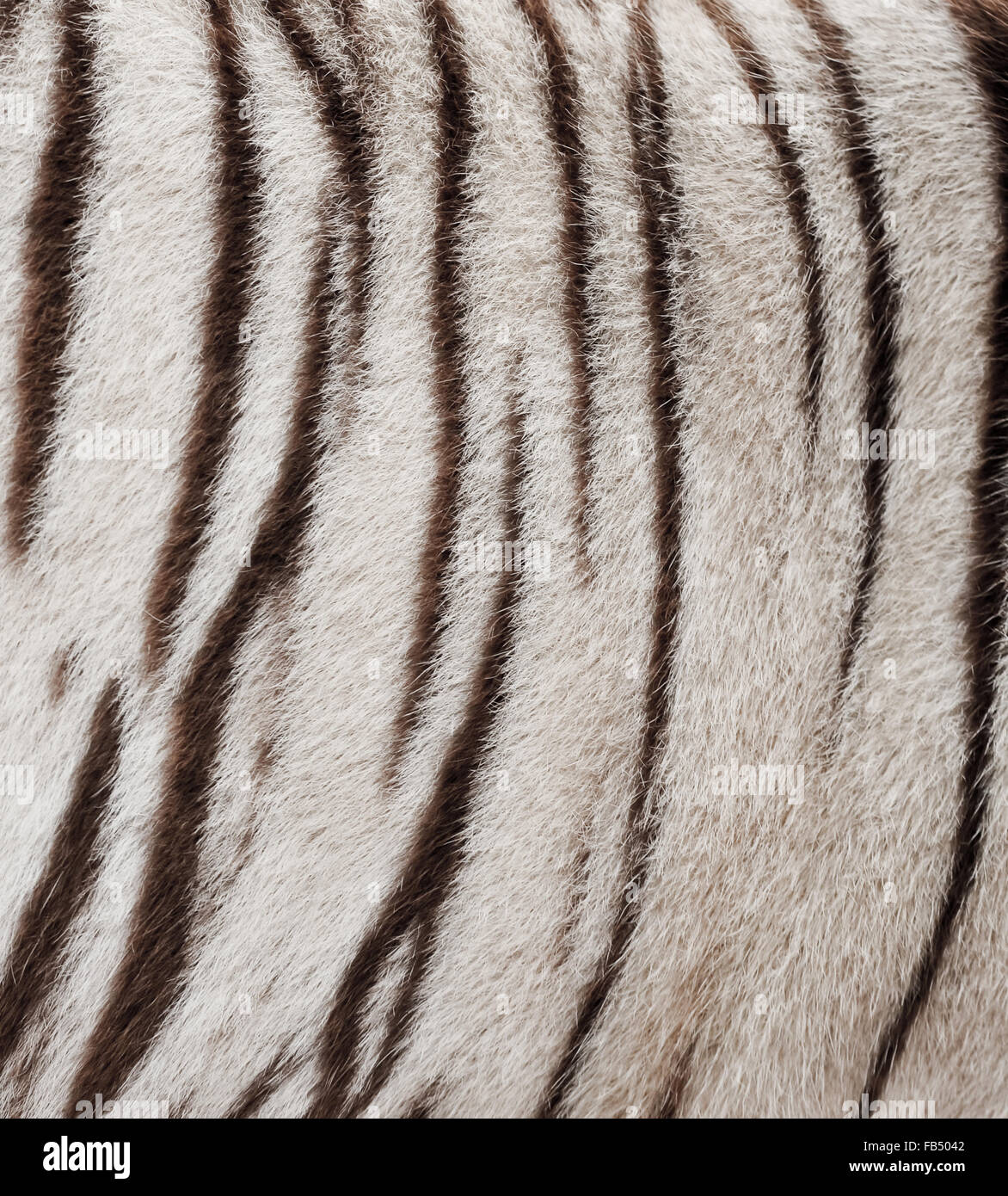 textured of real white bengal tiger fur Stock Photo - Alamy