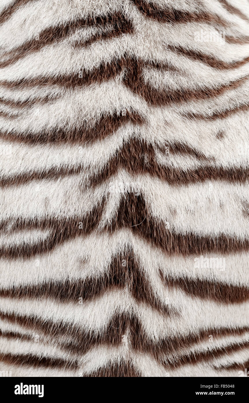 White Tiger Fur Pattern