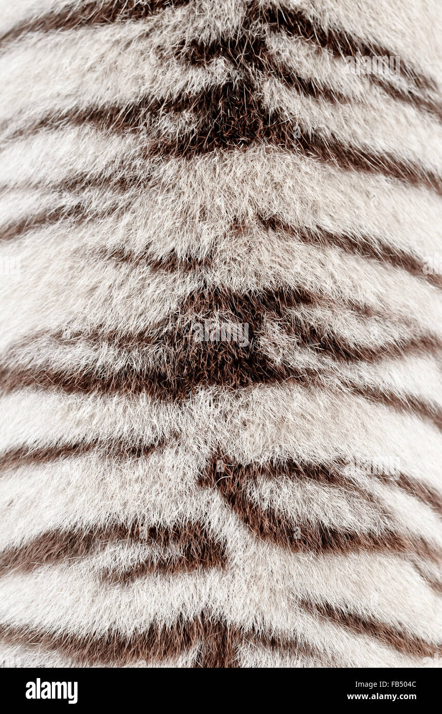 textured of real white bengal tiger fur Stock Photo - Alamy