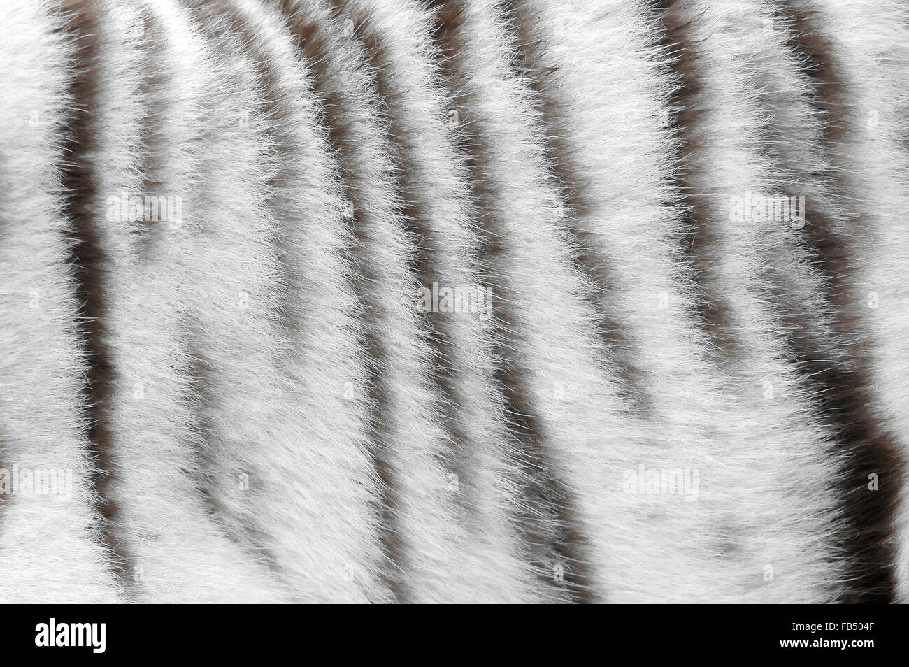textured of real white bengal tiger fur Stock Photo - Alamy