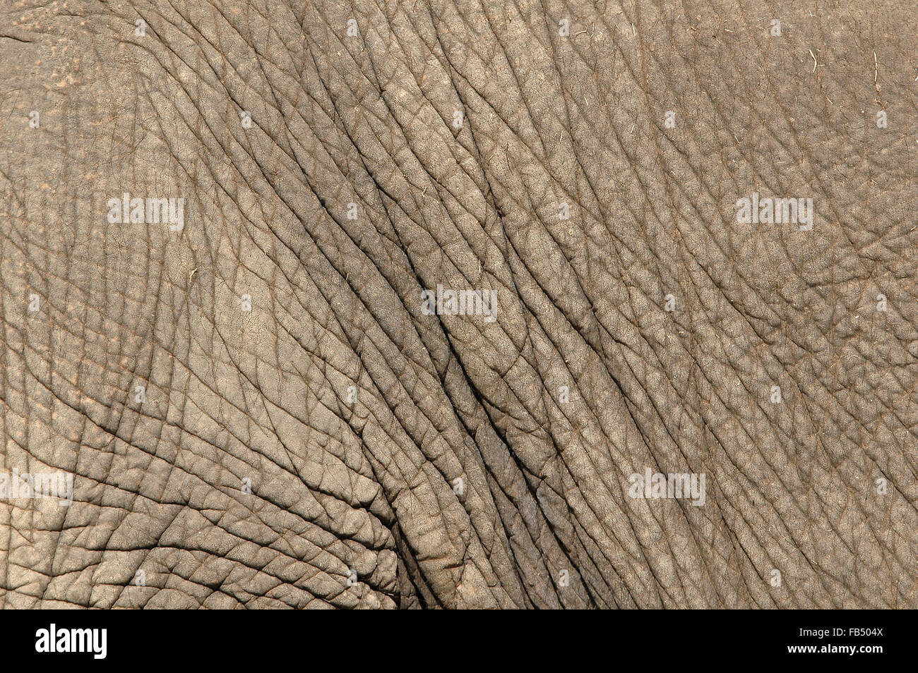 textured of elephant skin Stock Photo - Alamy