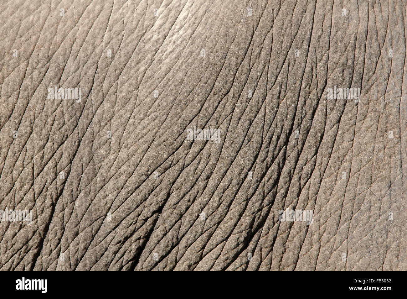 textured of elephant skin Stock Photo - Alamy