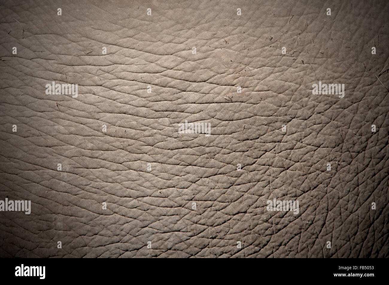 textured of elephant skin Stock Photo - Alamy