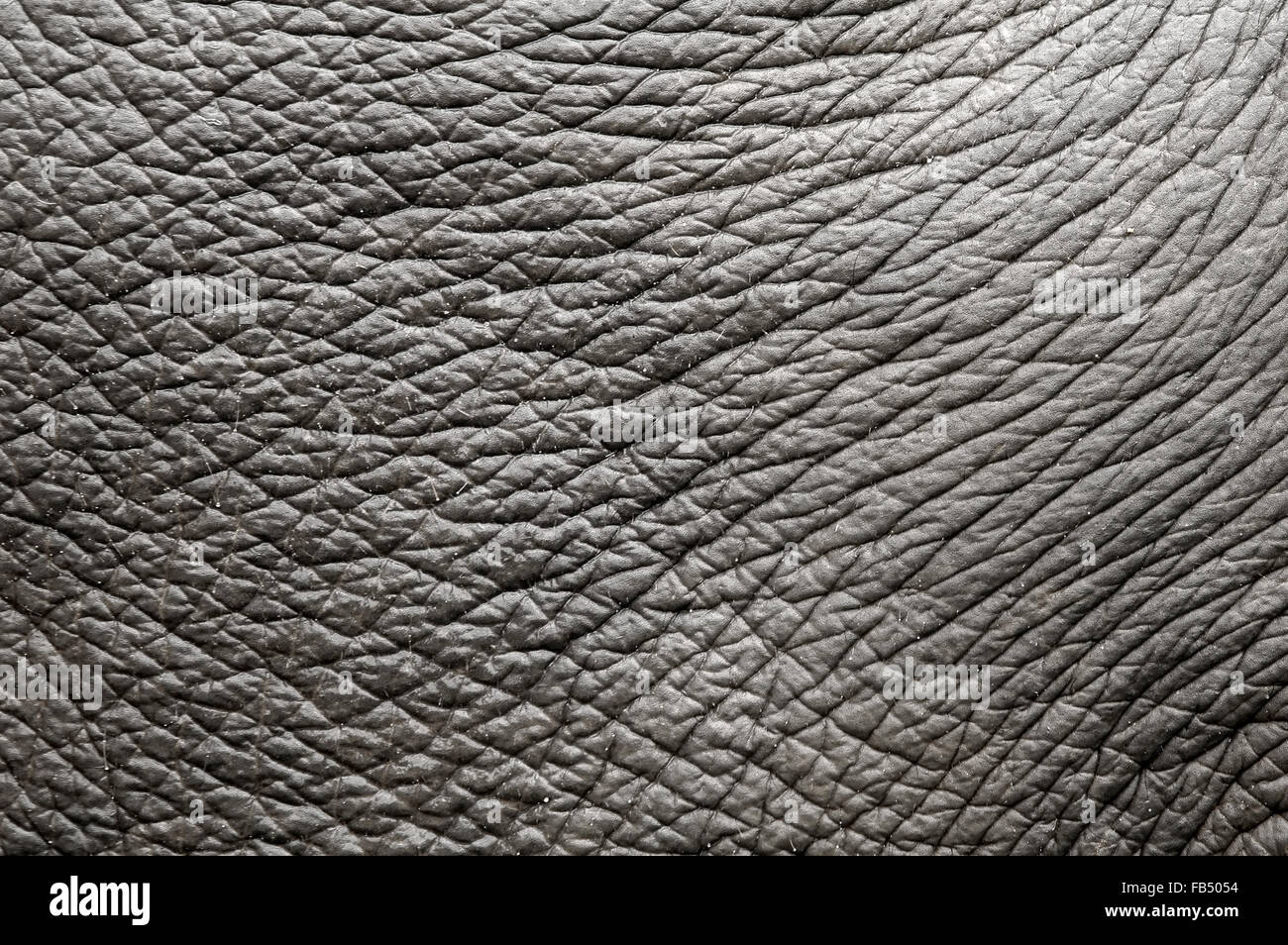 textured of elephant skin Stock Photo - Alamy