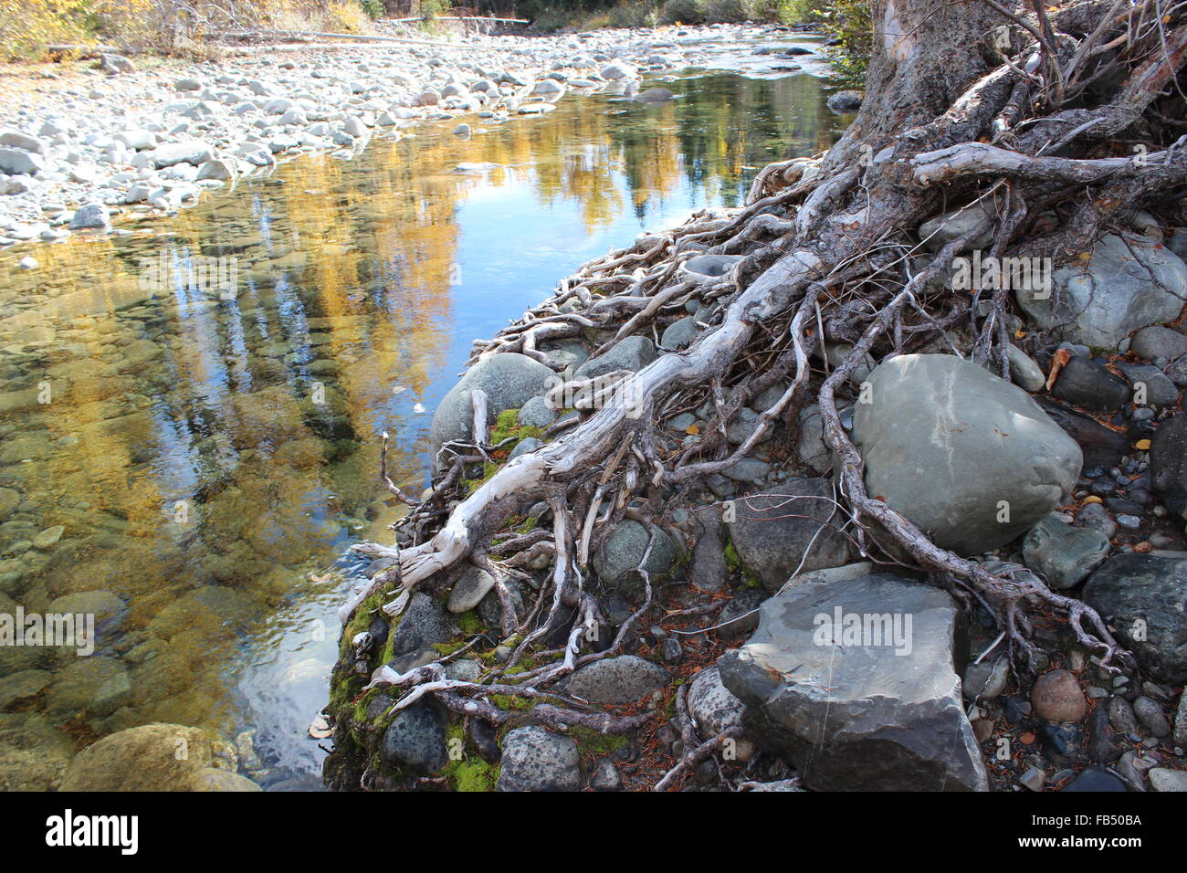 Snake tree roots hi-res stock photography and images - Alamy
