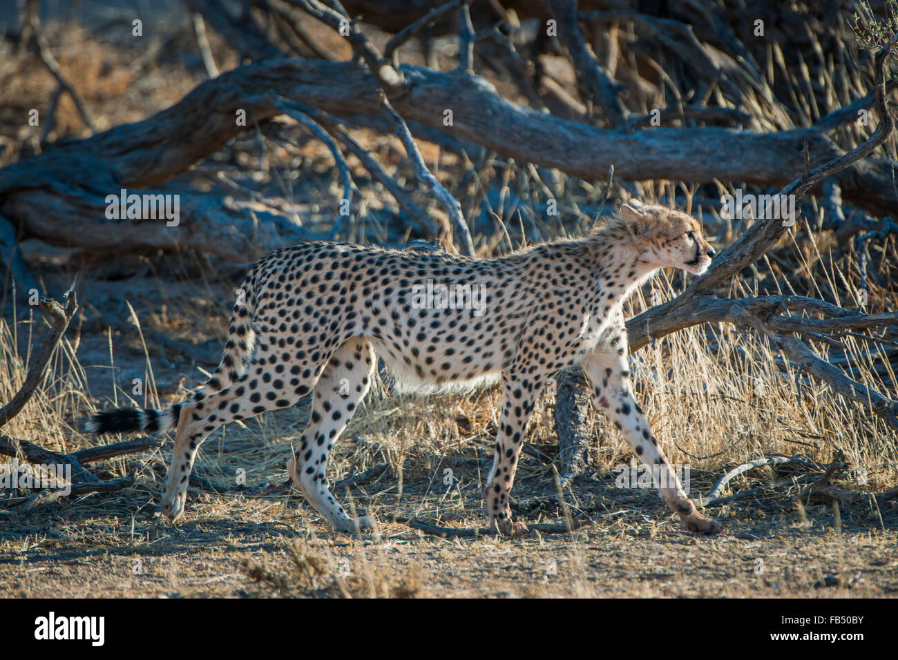 Gepard botswana hi-res stock photography and images - Alamy